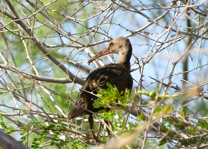 Southwest Birders